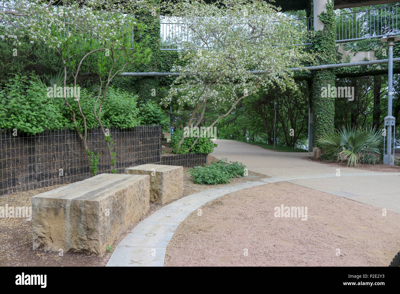 Landscaped garden area downtown Austin TX with white blooming trees ...