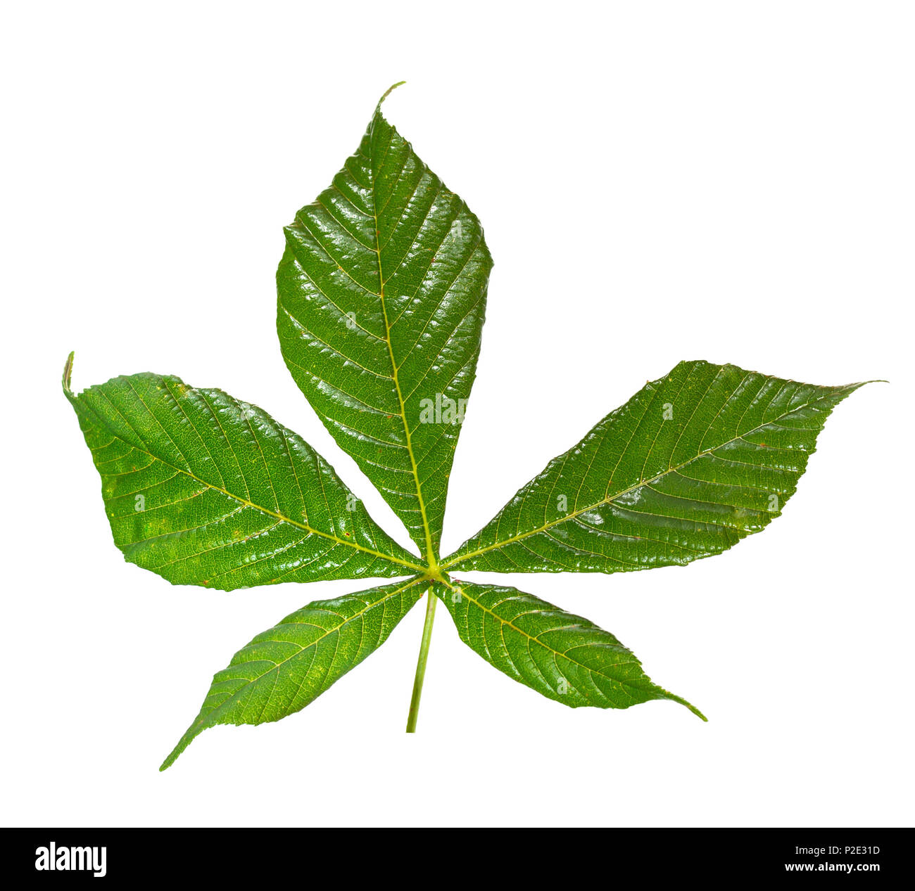 Chestnut leaf isolated on white background Stock Photo - Alamy