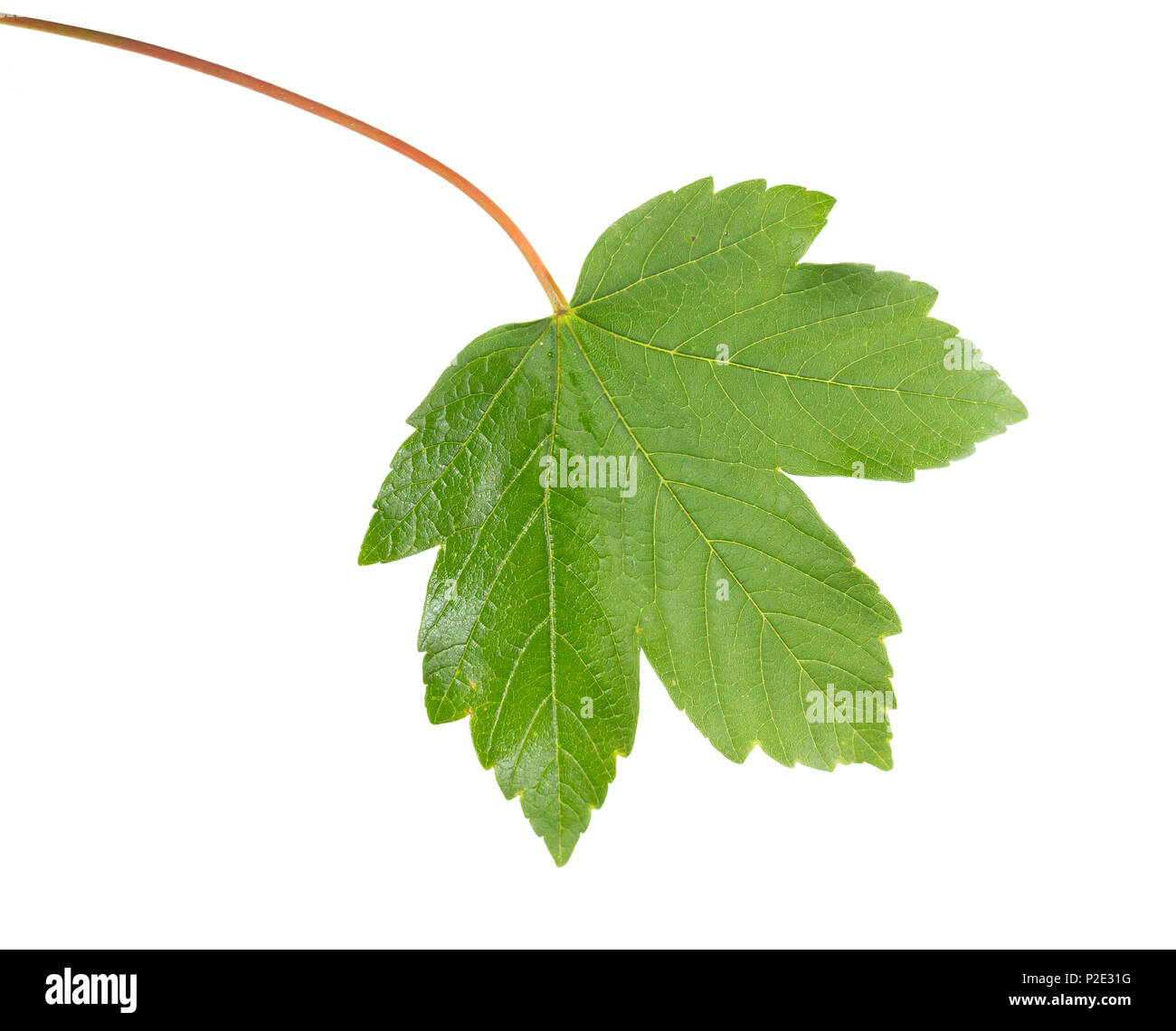 Maple leaf isolated on white background Stock Photo - Alamy