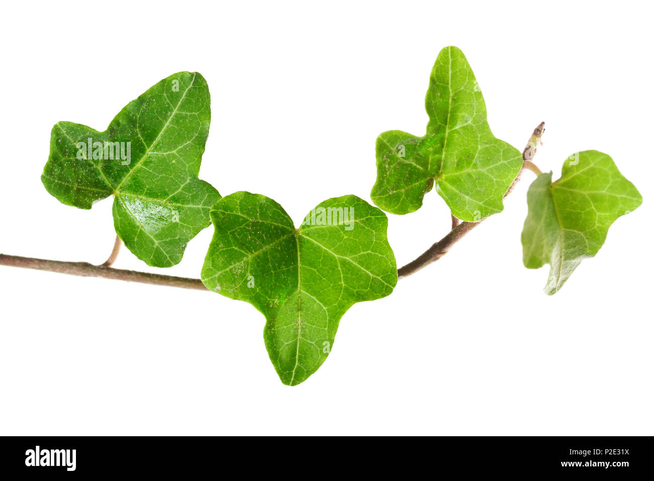 Green ivy twig on Cut Out Stock Images & Pictures - Alamy