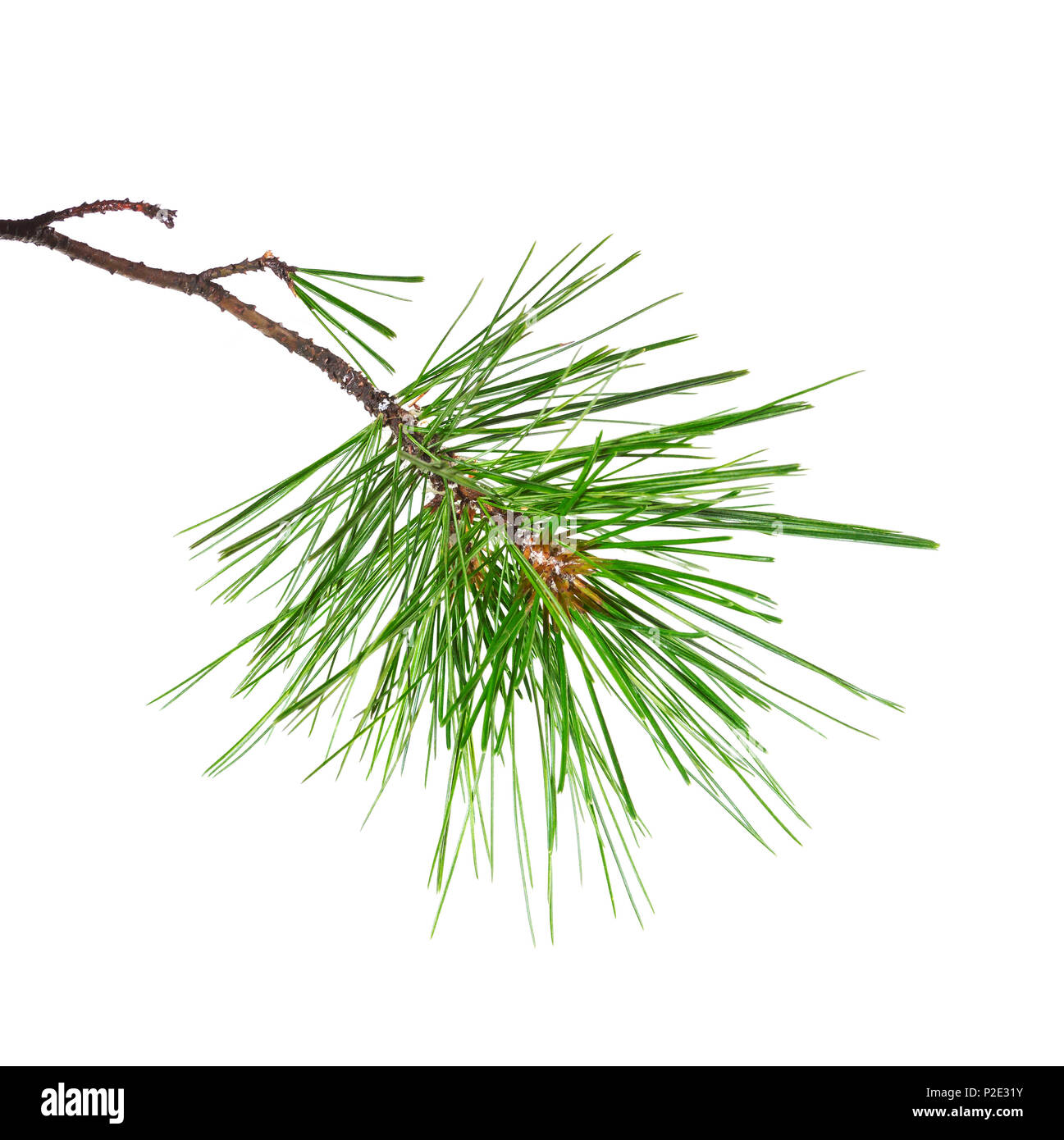 Pine tree branch needle Cut Out Stock Images & Pictures - Alamy