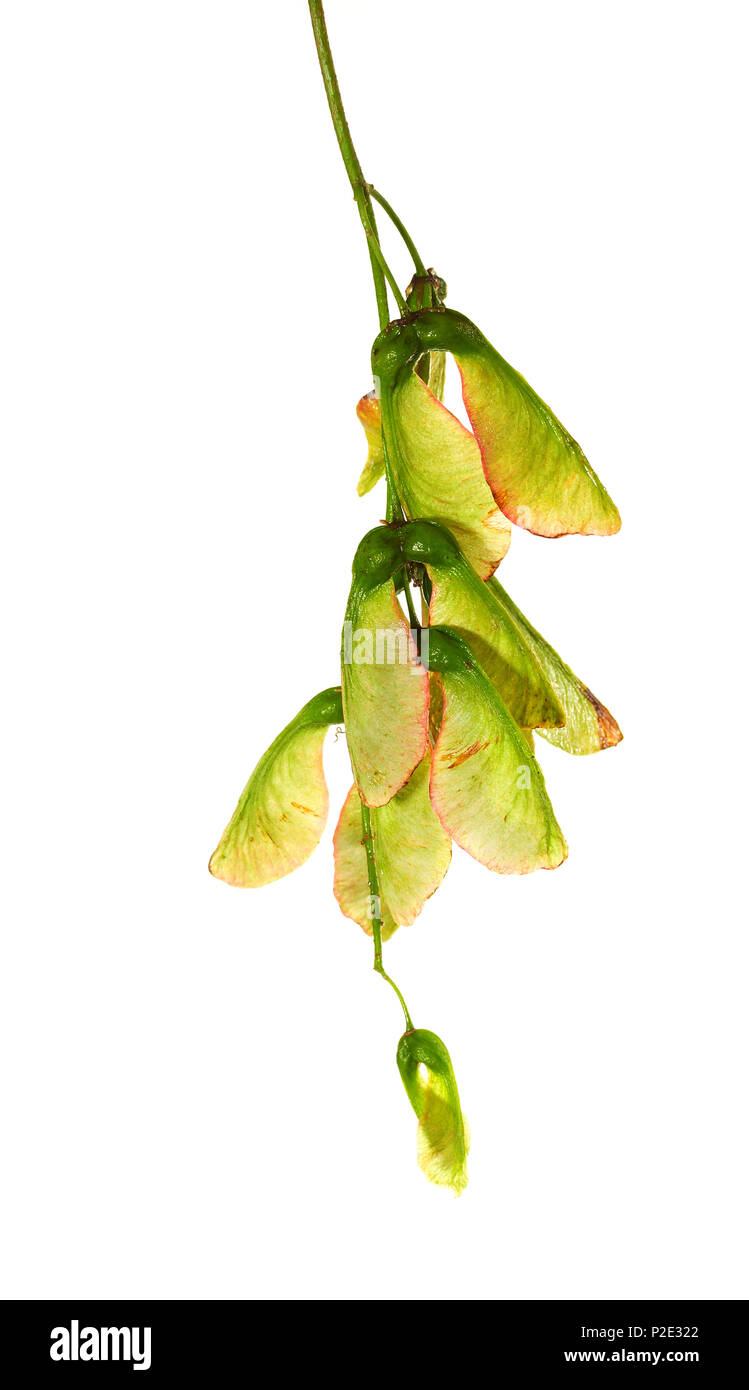 Bright green maple seeds hi-res stock photography and images - Alamy