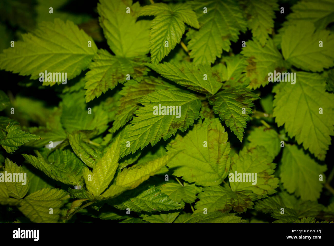 leaf abstract background Stock Photo - Alamy