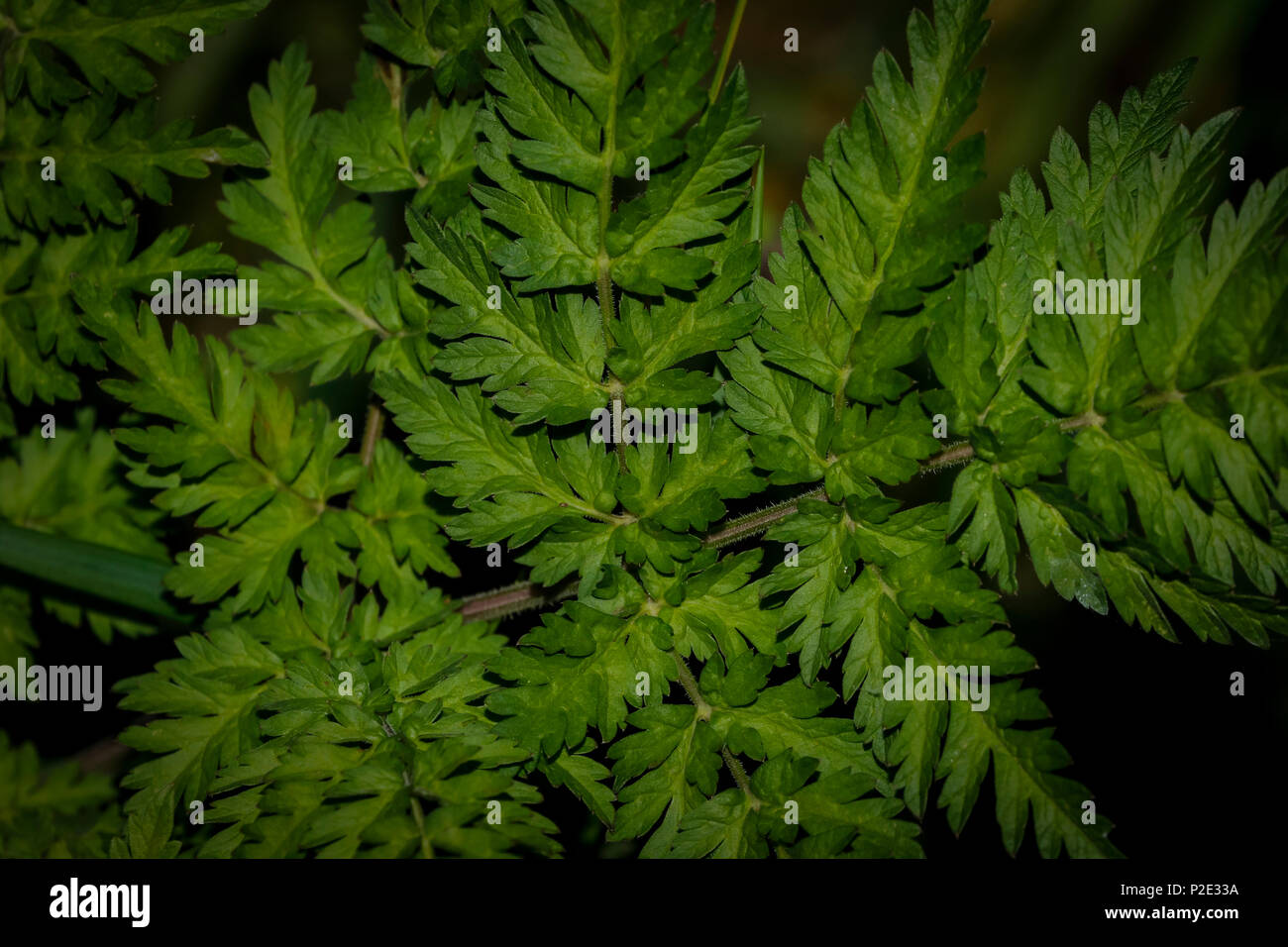 leaf abstract background Stock Photo - Alamy