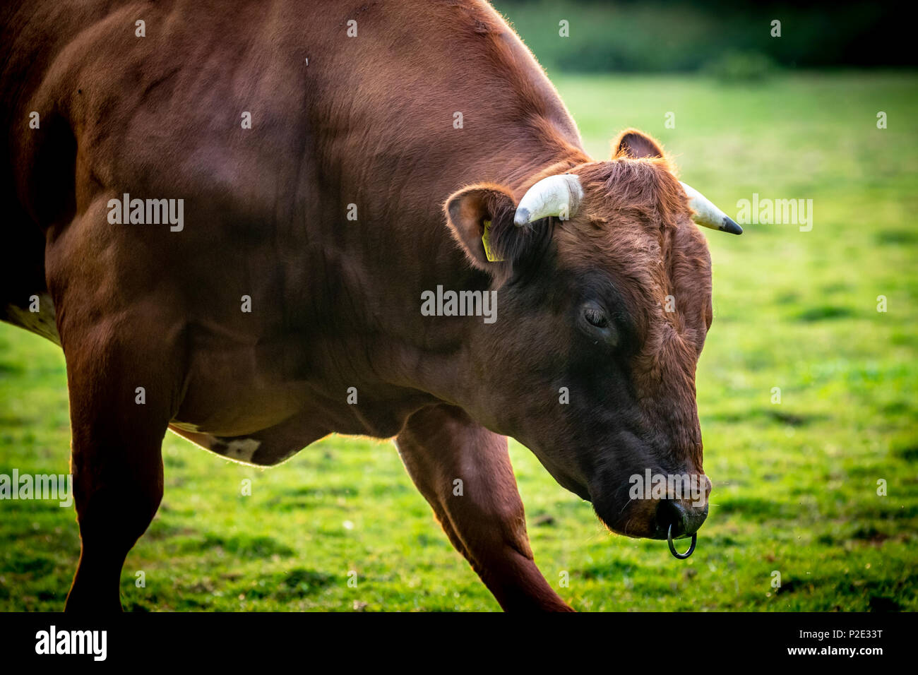 Belgian blue cattle bull Stock Photo - Alamy