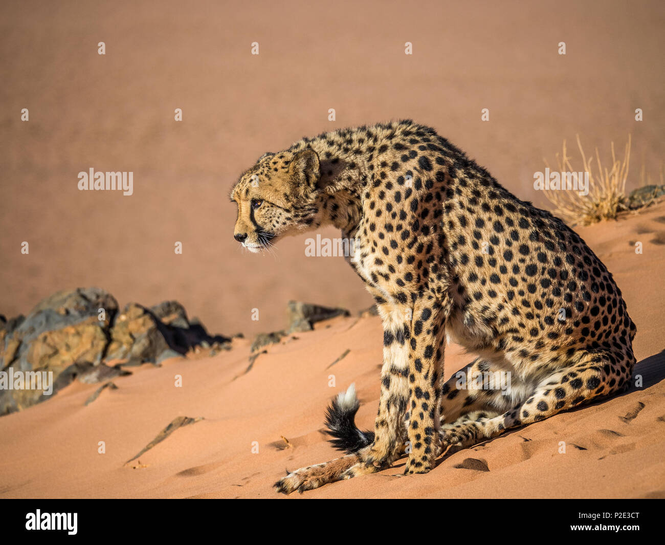 Namibia desert cheetah hi-res stock photography and images - Alamy