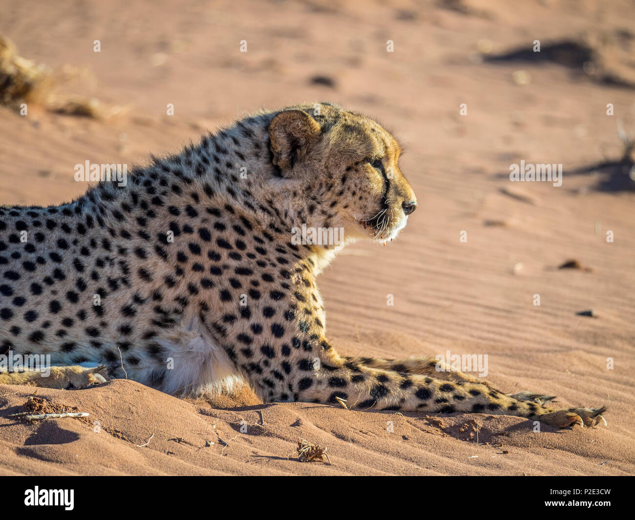 Cheetah namib hi-res stock photography and images - Alamy