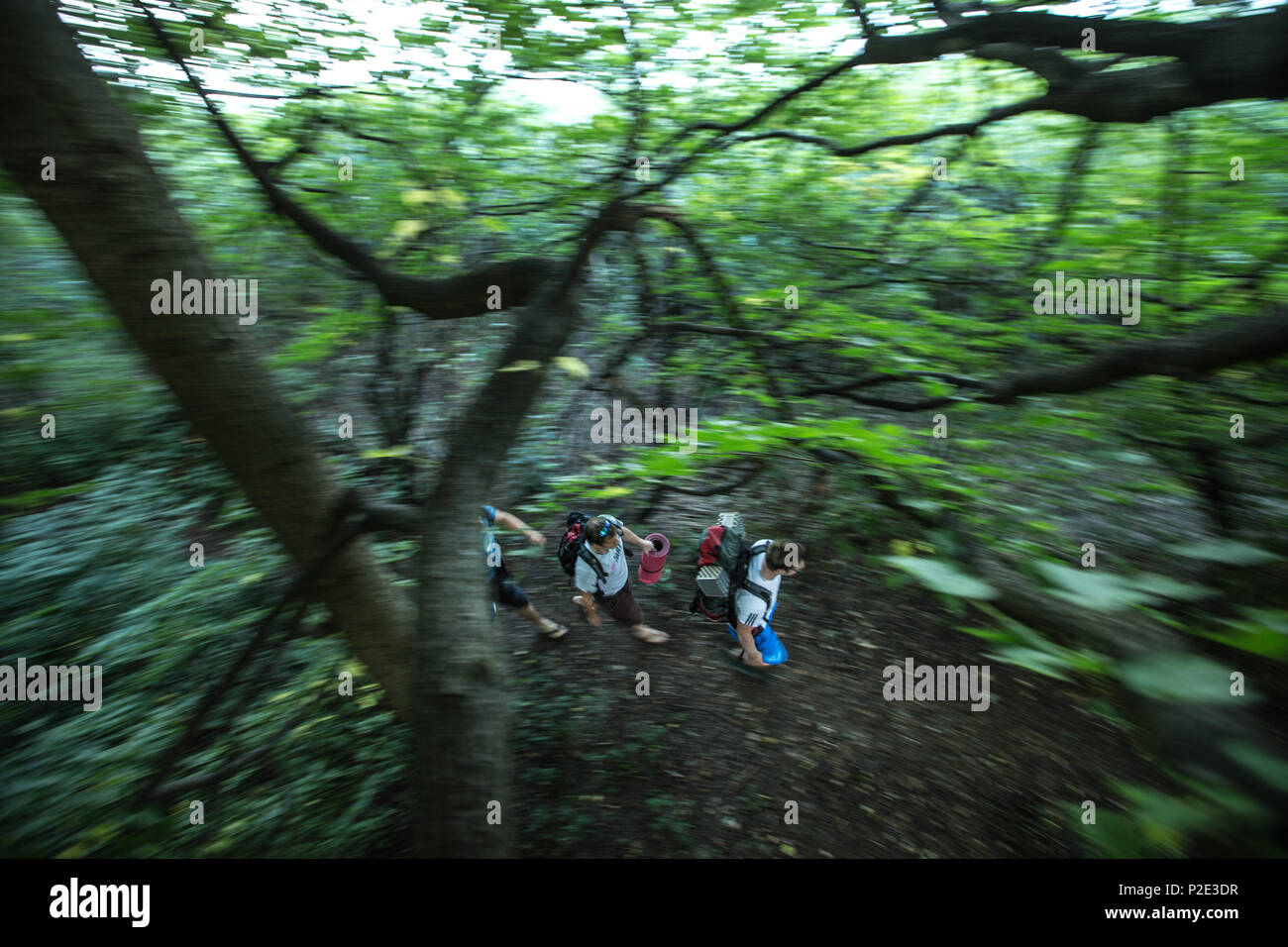 Walking through the forest hi-res stock photography and images - Alamy