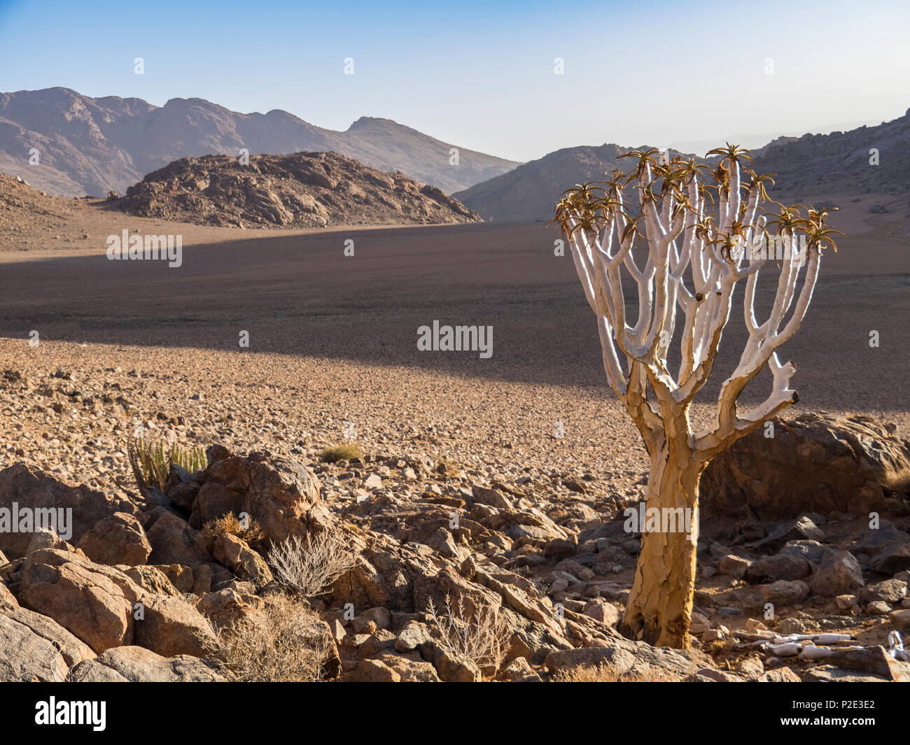 Quiver tree growing on rocky mountainside Stock Photo - Alamy