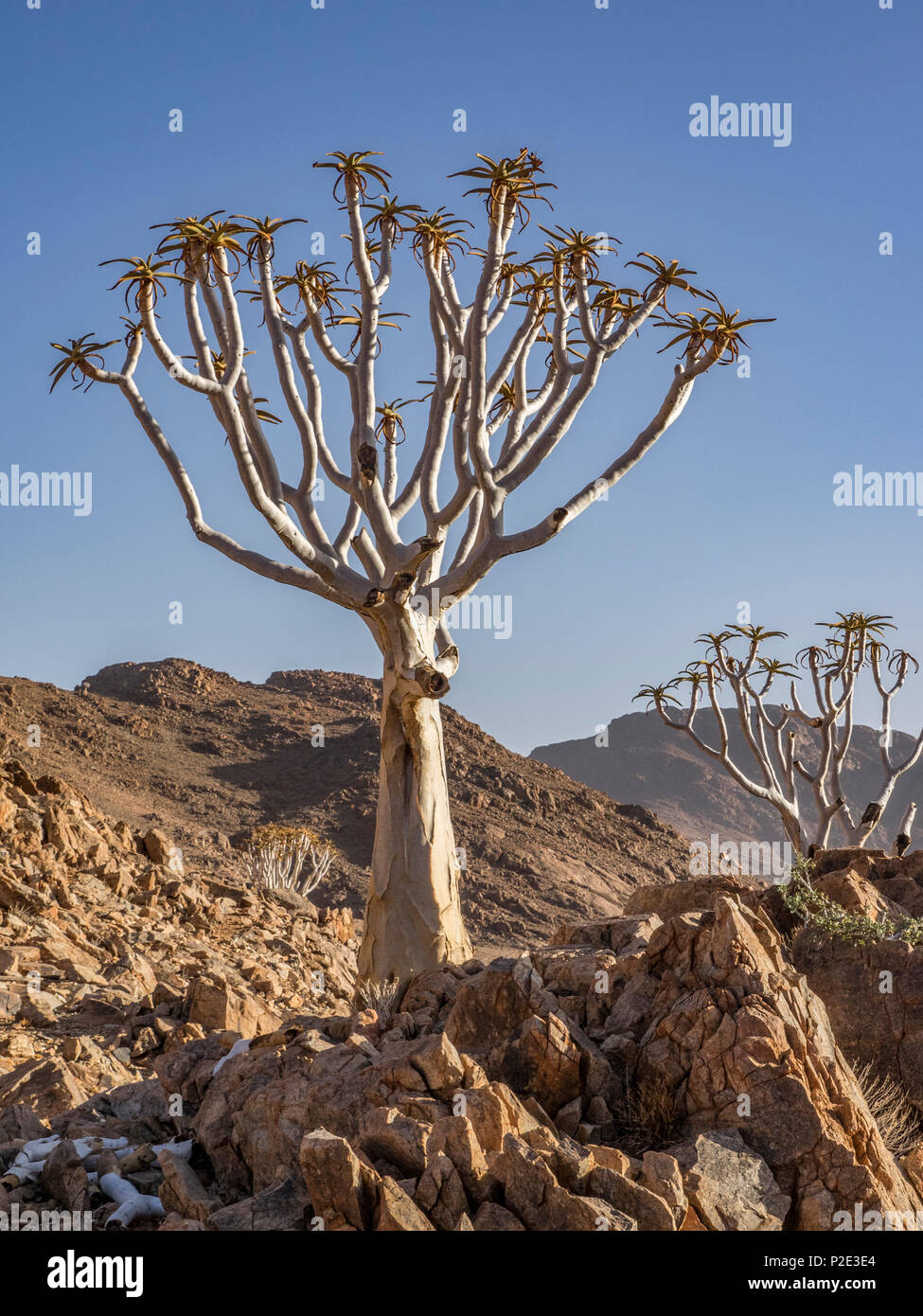 Quiver tree growing on rocky mountainside Stock Photo - Alamy