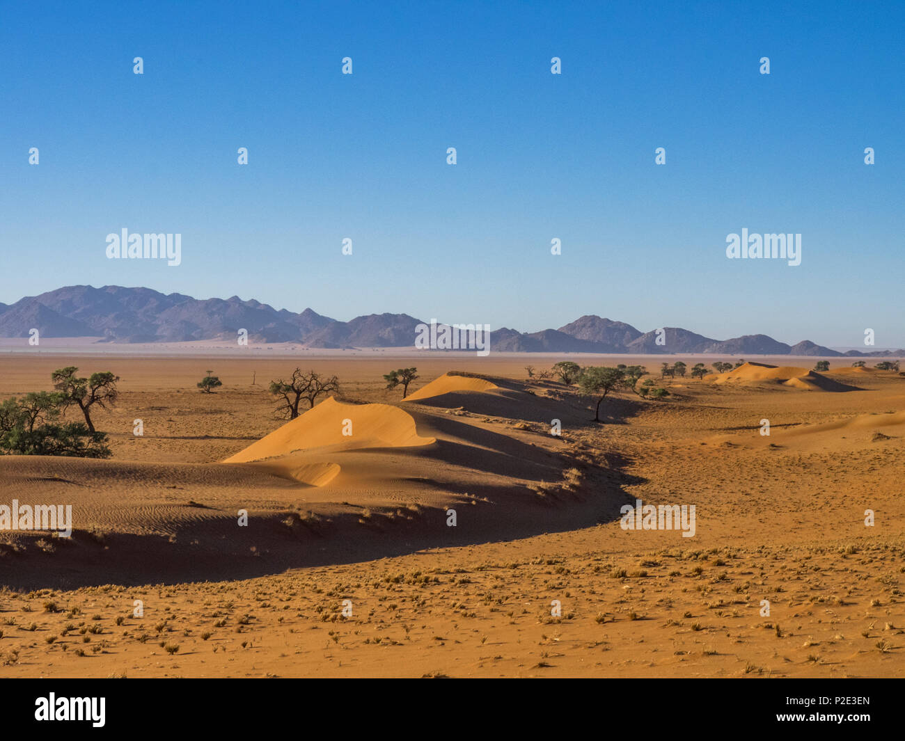 Tree concentric circles hi-res stock photography and images - Alamy