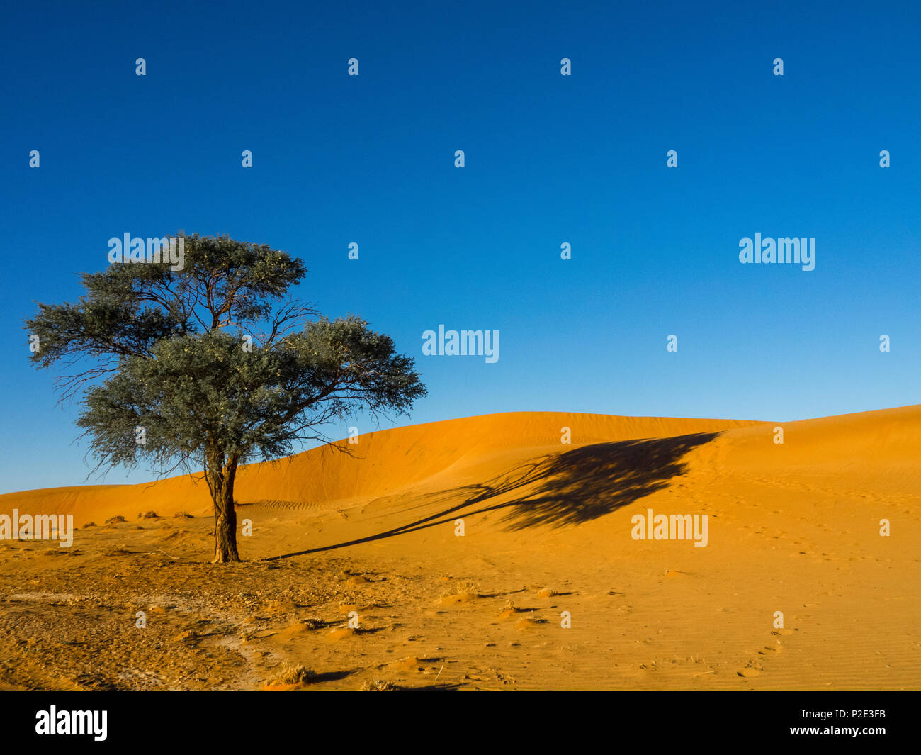 Lone green tree growing in red sand dune Stock Photo - Alamy