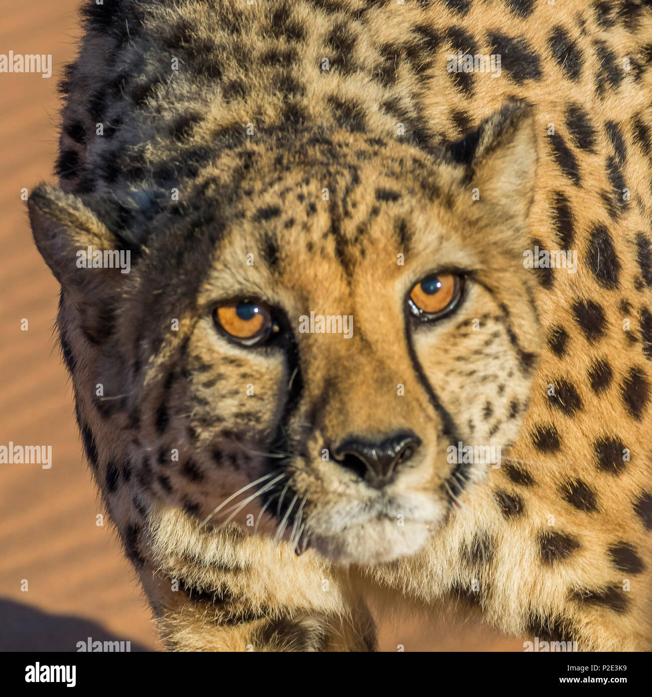 cheetah face portrait Stock Photo - Alamy
