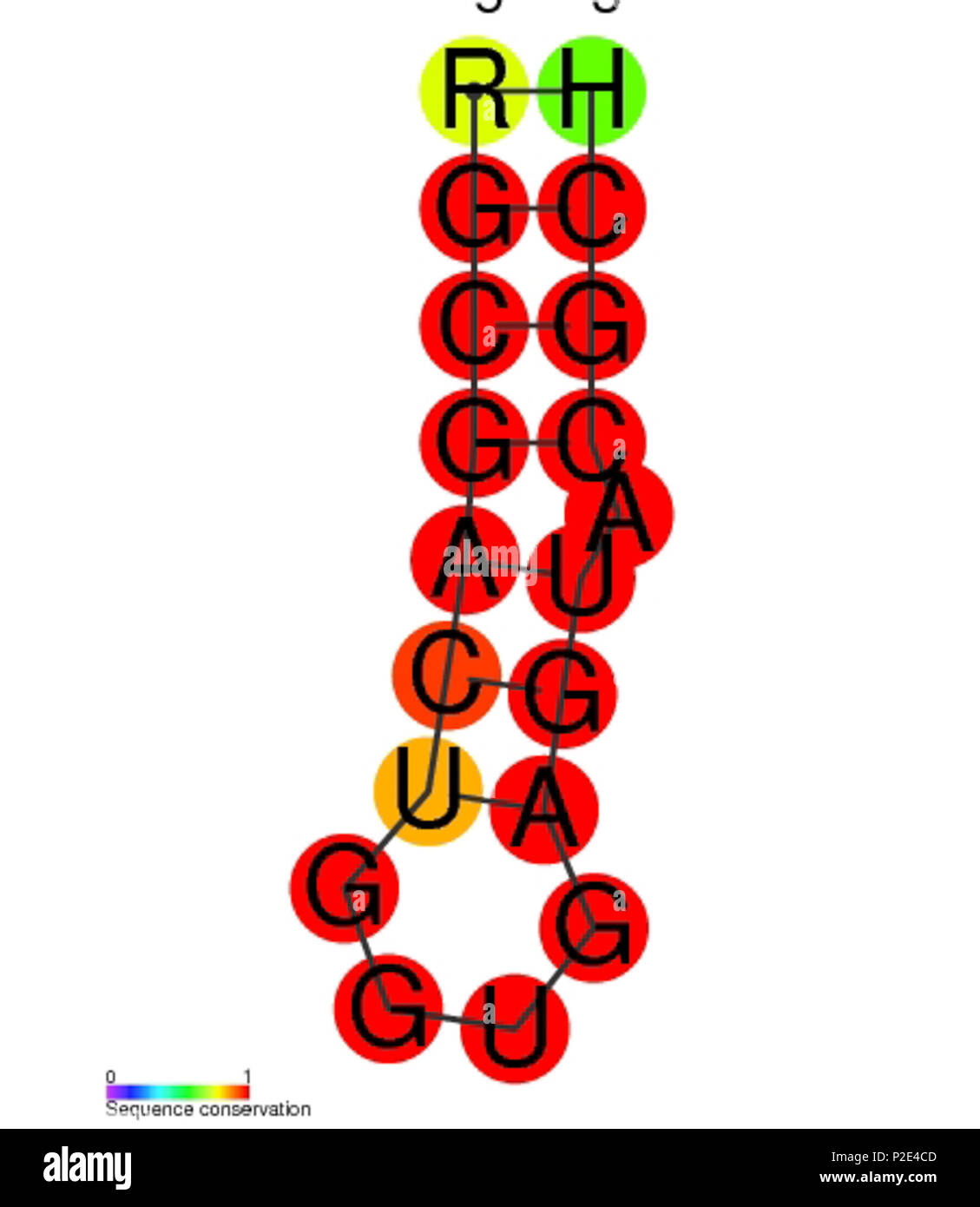 . Secondary structure and sequence conservation image for HIV-1 SD non ...