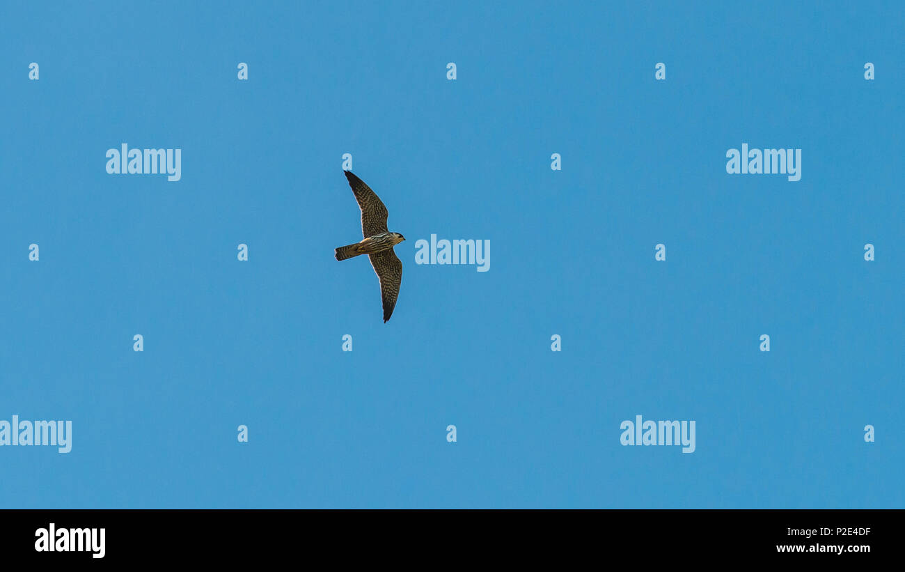 Blue falcon hi-res stock photography and images - Alamy