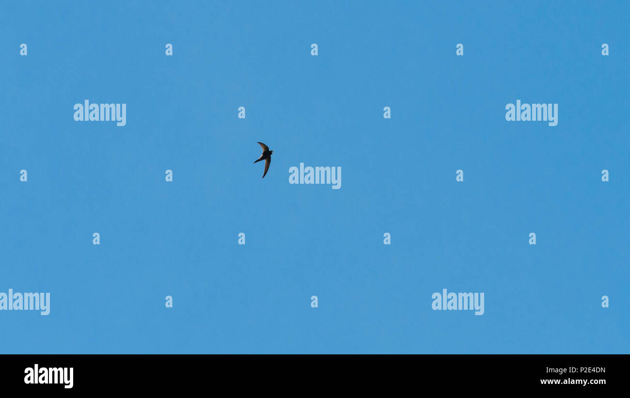 A shot of a swift soaring across a blue sky hunting for insects Stock ...