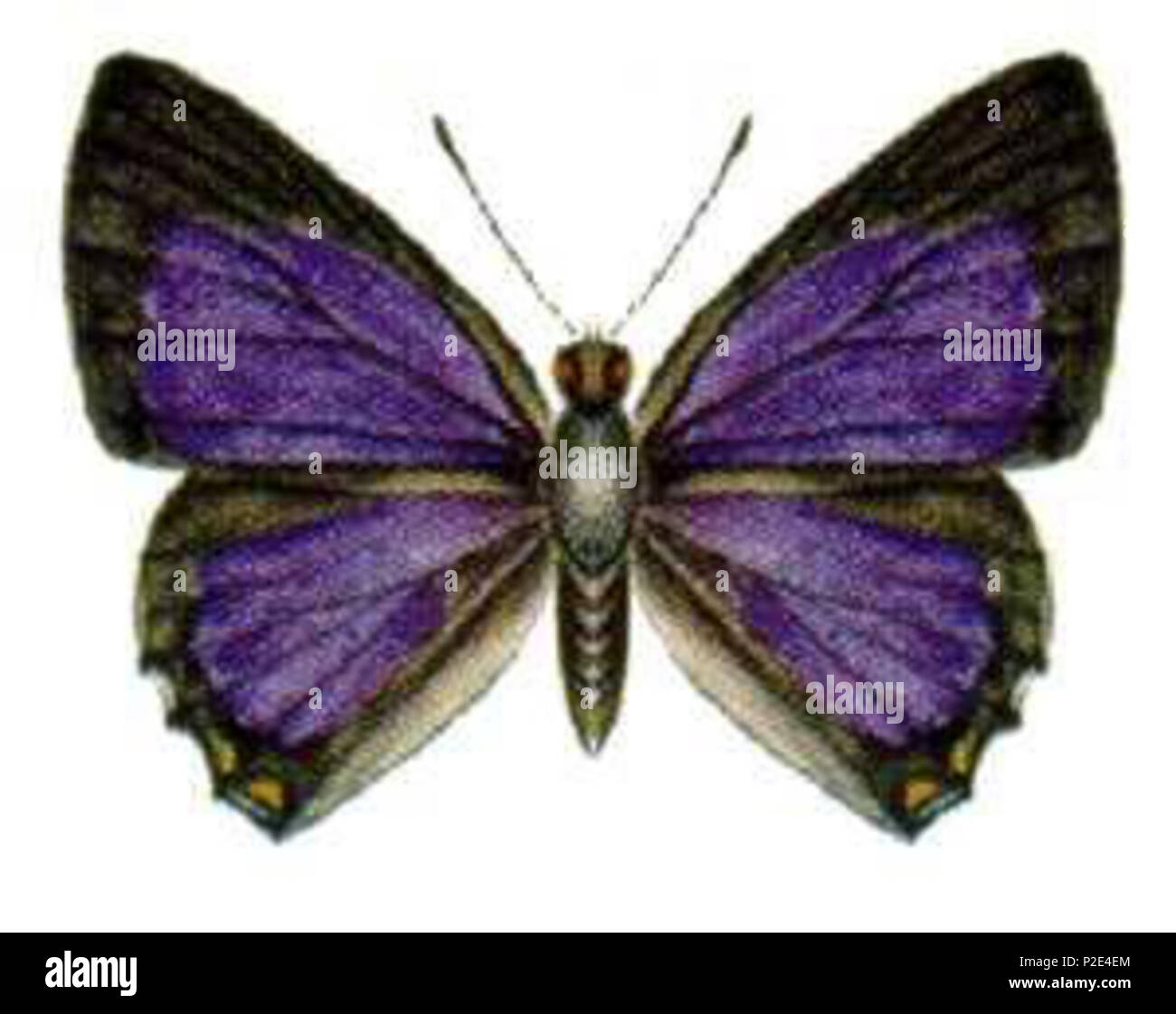 25 Hypochrysops byzos (ento-csiro-au Stock Photo - Alamy