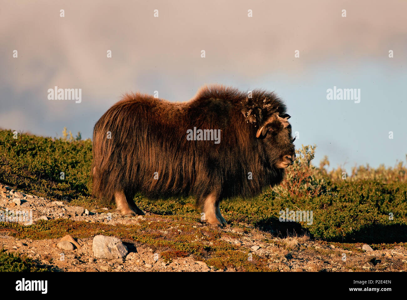 Musk Ox are the largest Arctic land mammal and weigh somewhere between ...