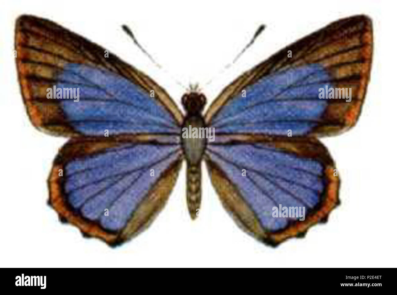 25 Hypochrysops halyaetus (ento-csiro-au Stock Photo - Alamy