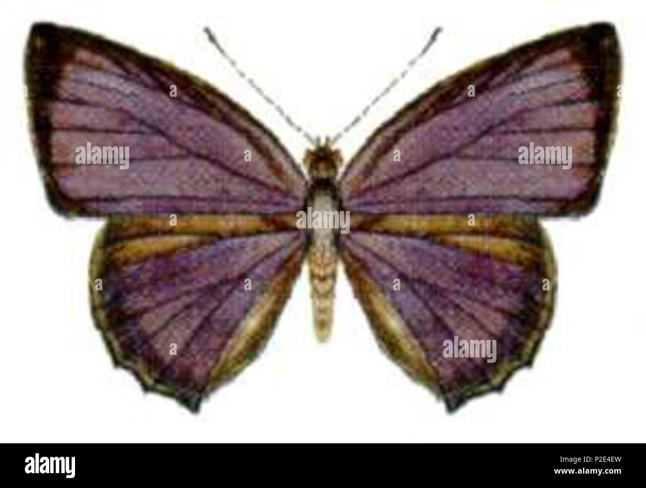 . Hypochrysops miskini miskini . Commonwealth Scientific and Industrial ...