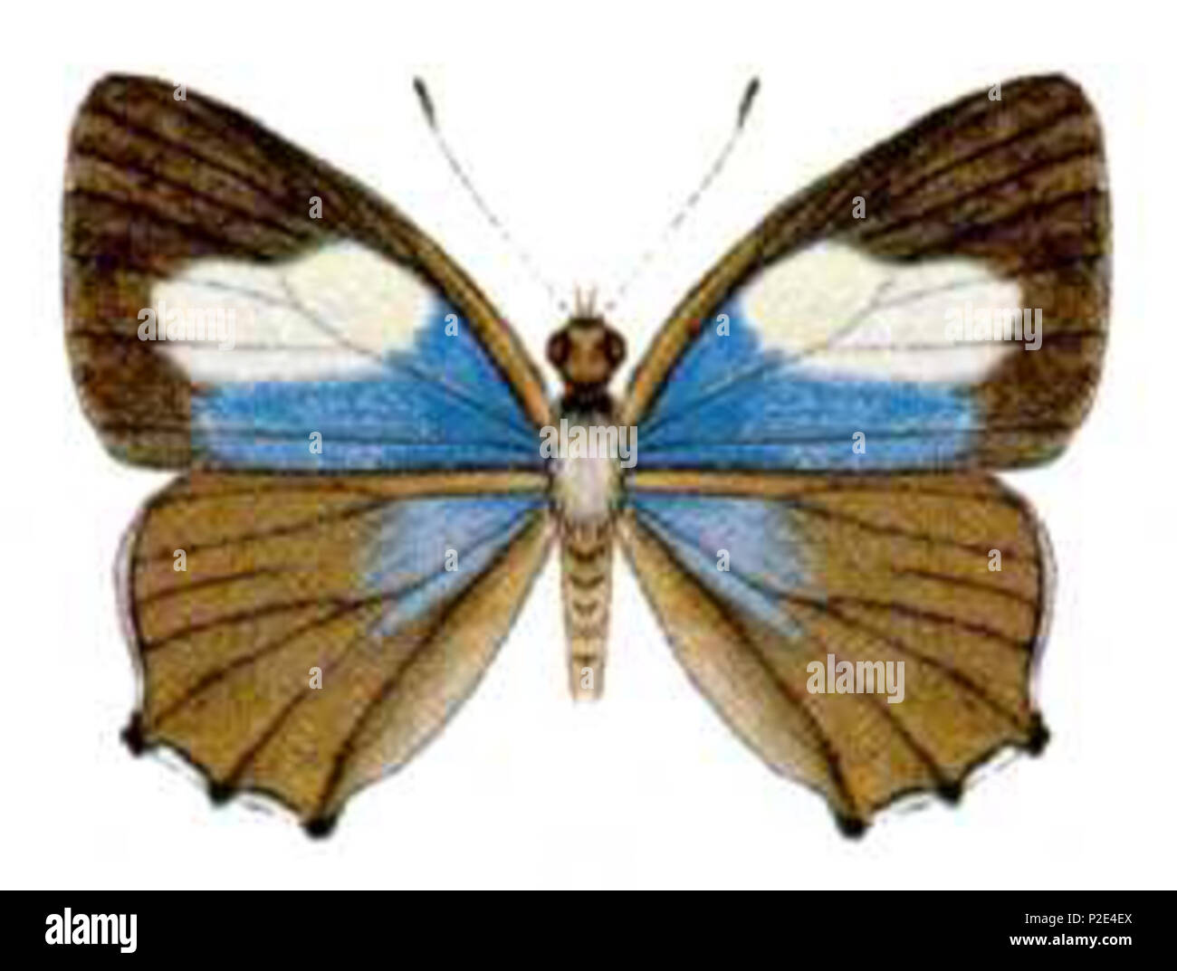 Hypochrysops hi-res stock photography and images - Alamy