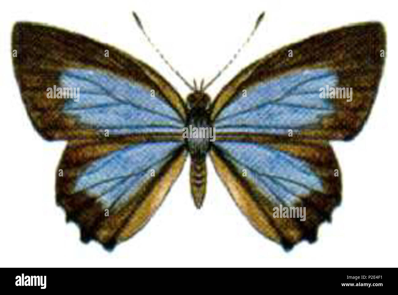 . Hypochrysops pythias euclides . Commonwealth Scientific and ...