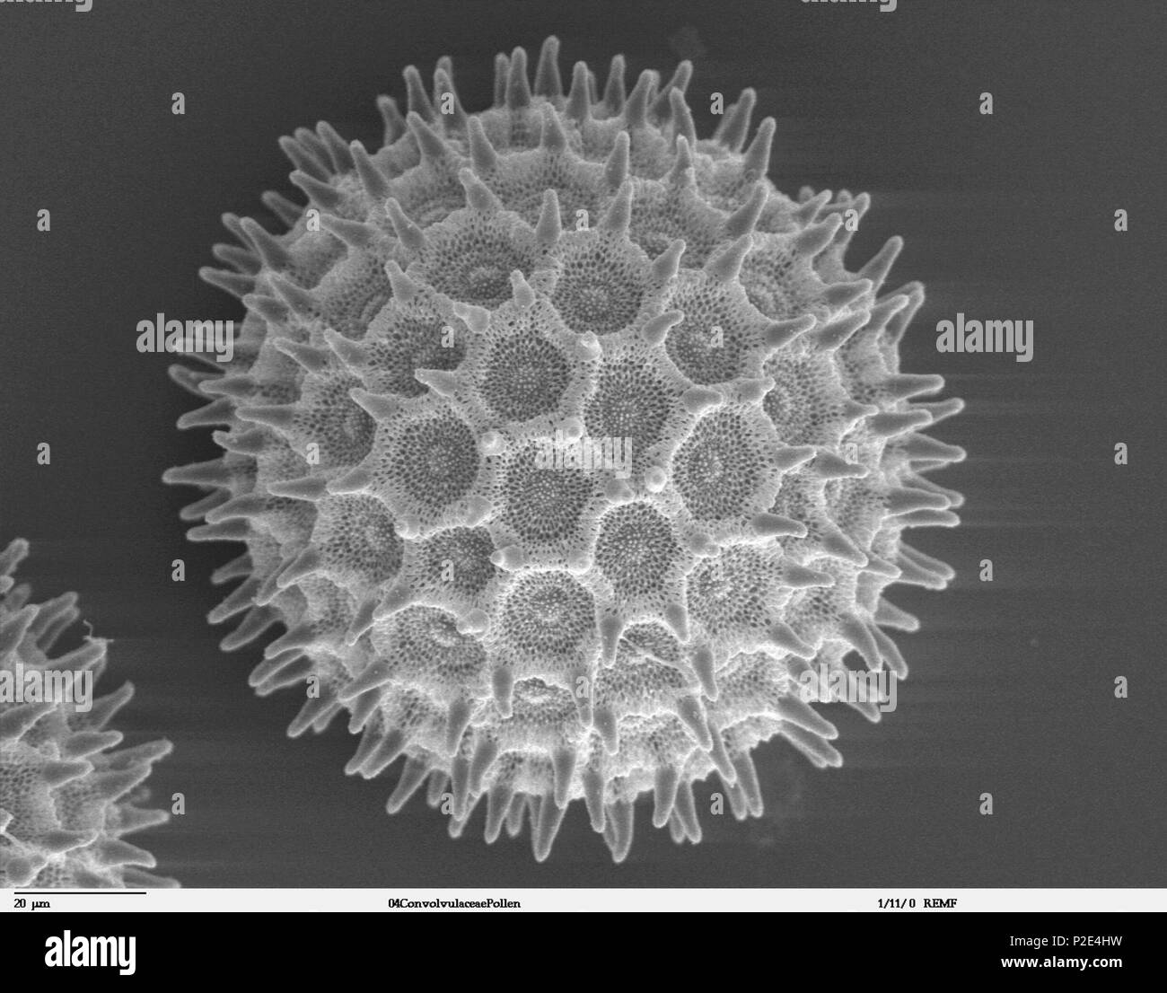 26 Ipomoea purpurea pollen Stock Photo - Alamy