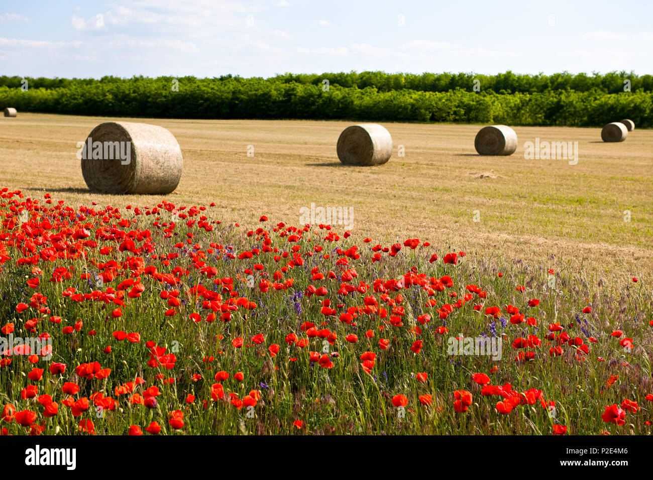 Poppy field with hay bales Stock Photo - Alamy