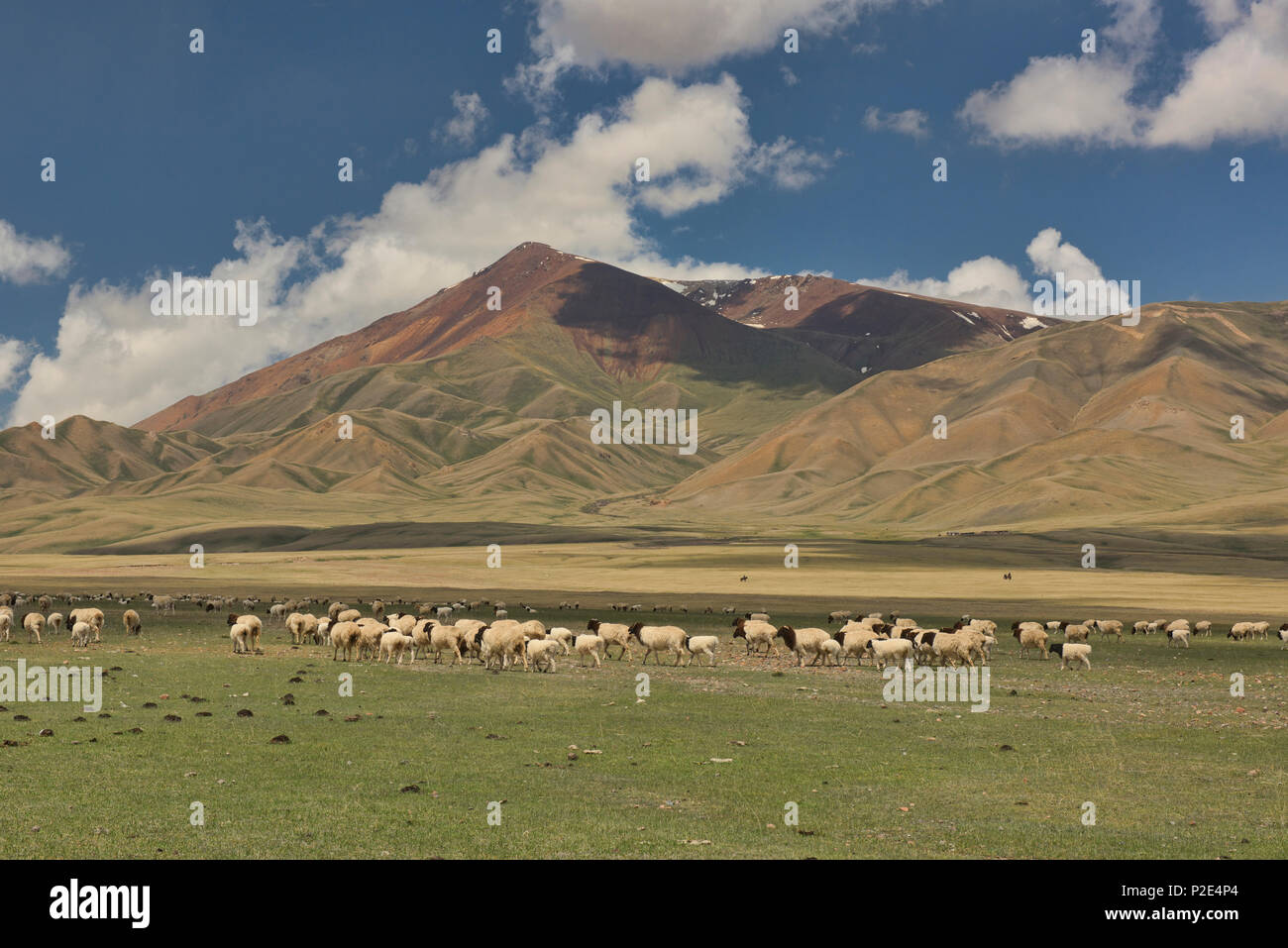 Sheep on the Bayanbulok grasslands, Xinjiang, China Stock Photo - Alamy