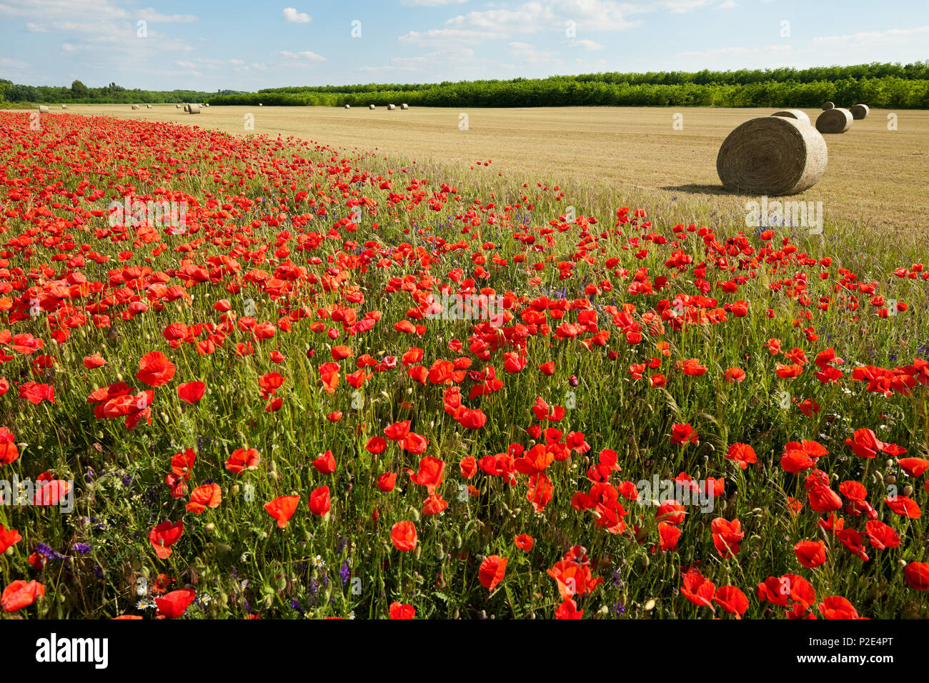 Poppy field with hay bales Stock Photo - Alamy