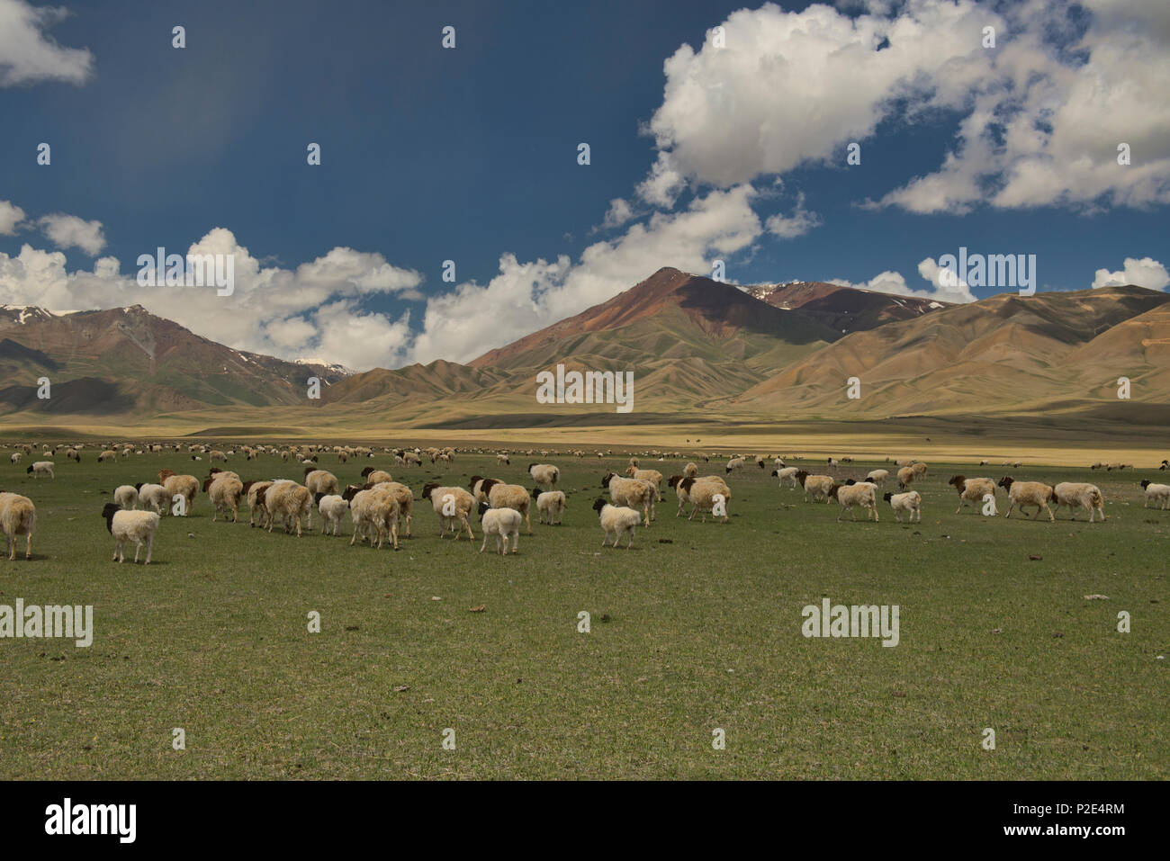 Sheep on the Bayanbulok grasslands, Xinjiang, China Stock Photo - Alamy