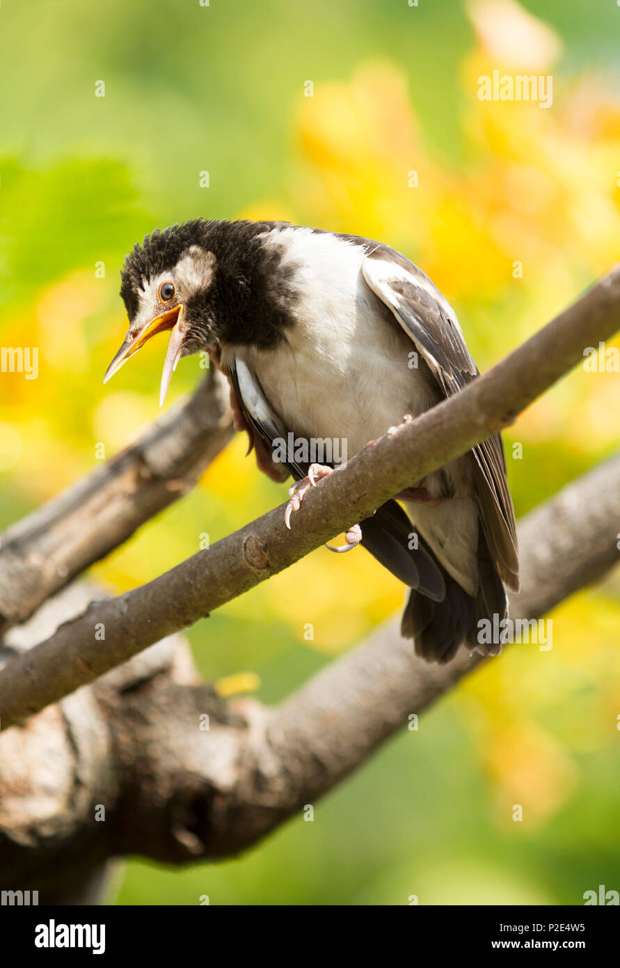 Myna bird on tree hi-res stock photography and images - Alamy