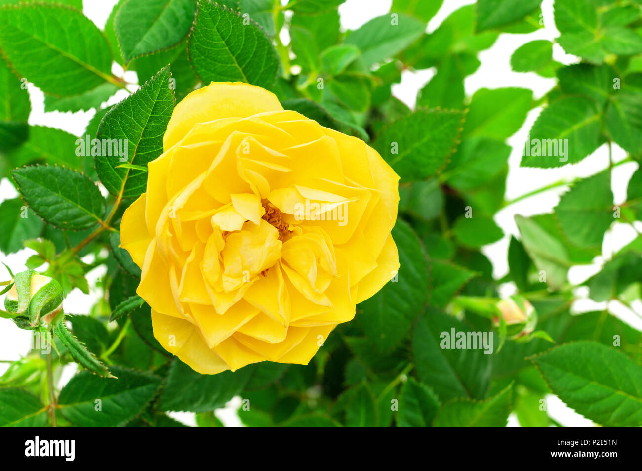 Yellow rose top view Stock Photo - Alamy