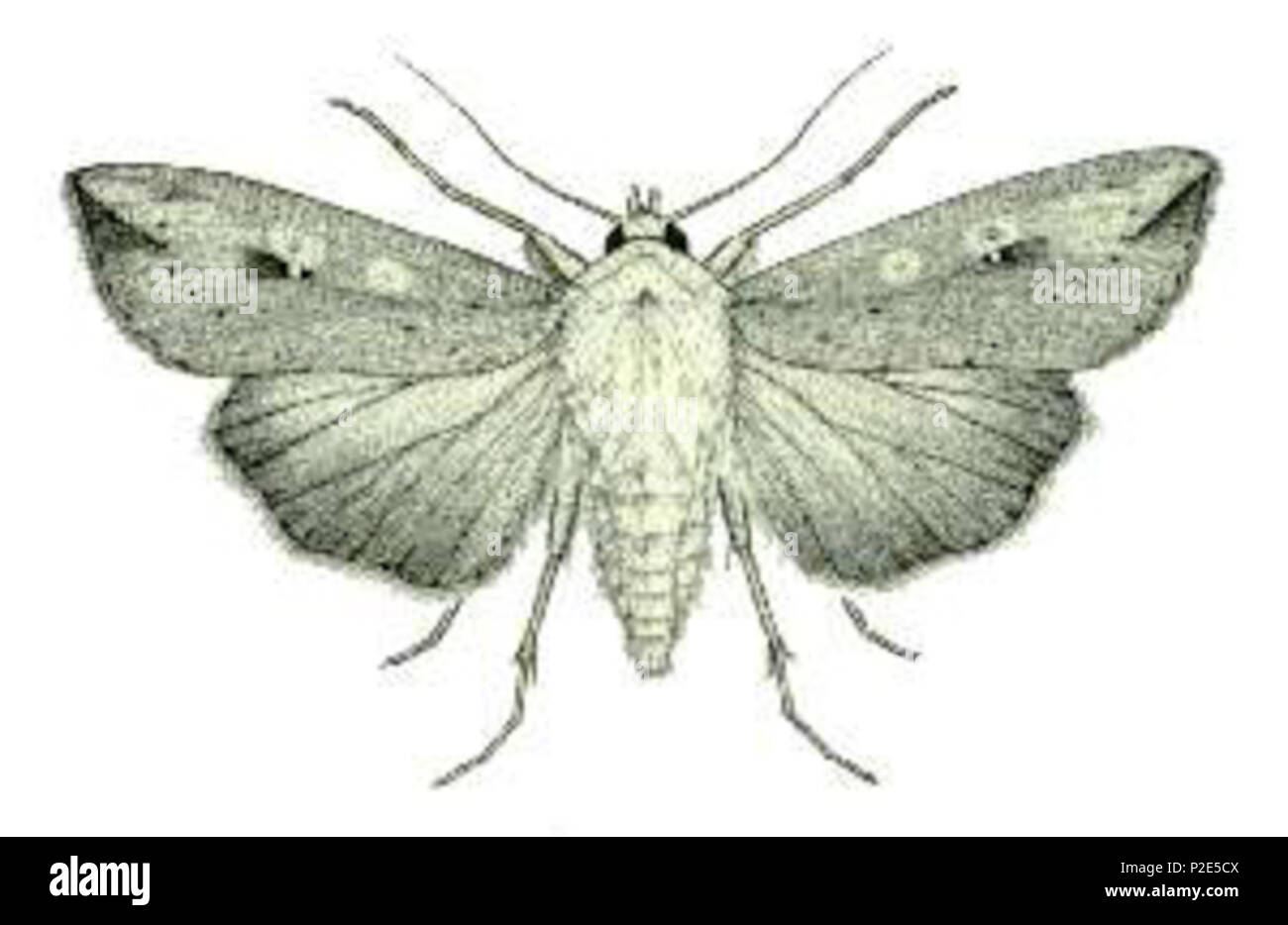 36 Mythimna separata (ento-csiro-au Stock Photo - Alamy