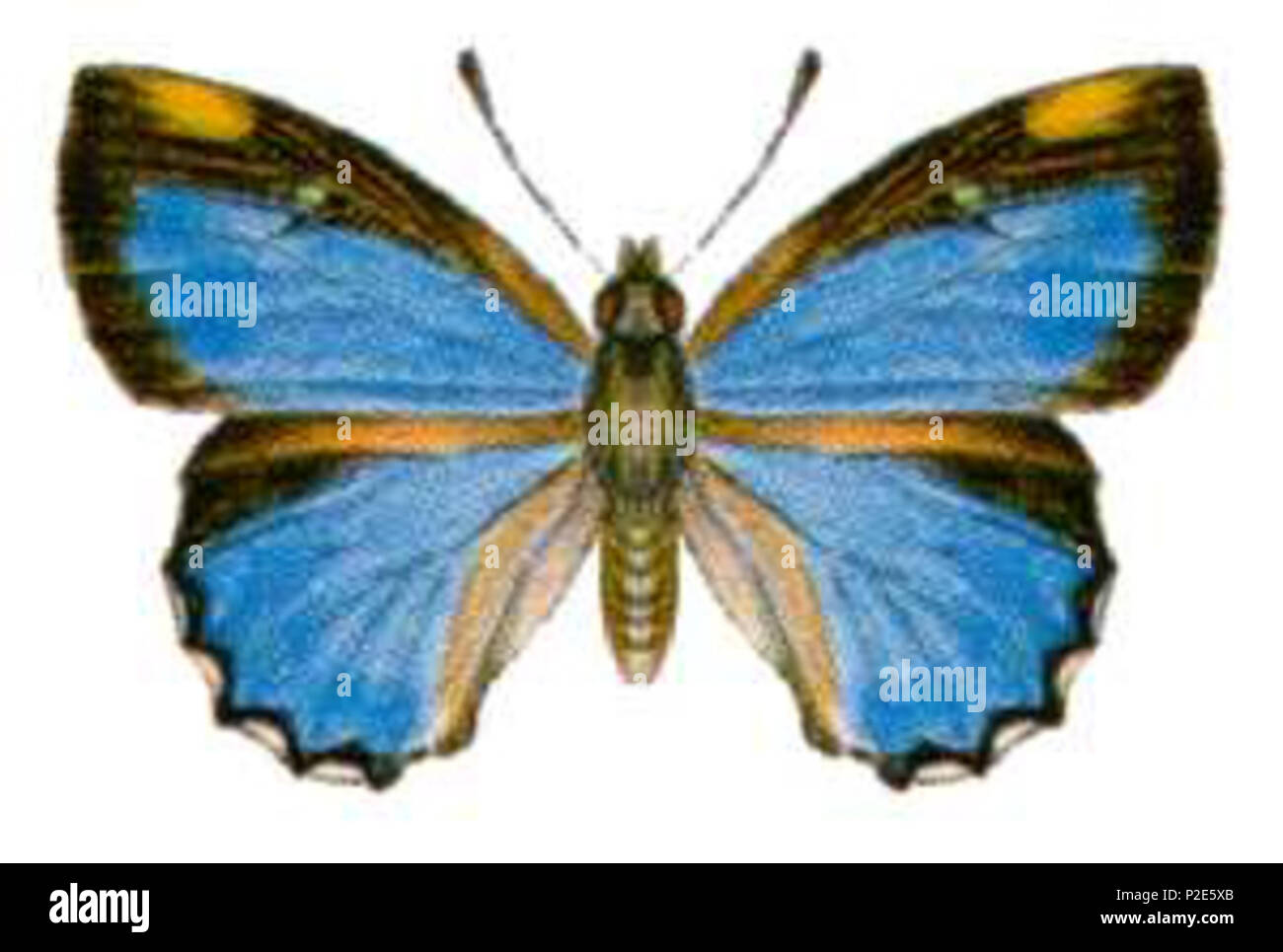 Iphis hi-res stock photography and images - Alamy