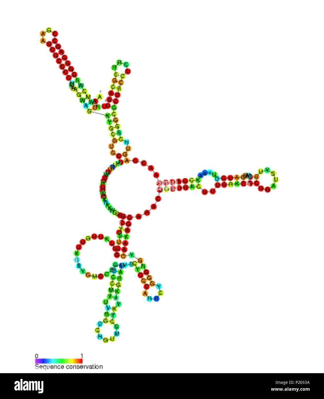 . Secondary structure and sequence conservation image for P29 non ...