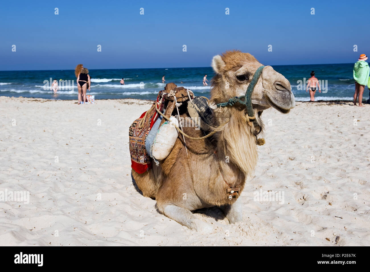 Camel at the beach of Hammamet, Tunisia Stock Photo - Alamy