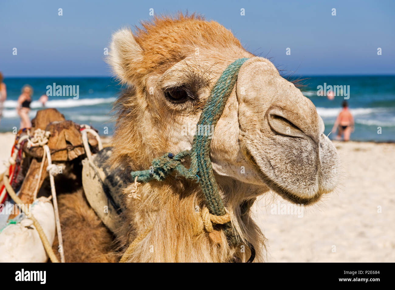Camel at the beach of Hammamet, Tunisia Stock Photo - Alamy