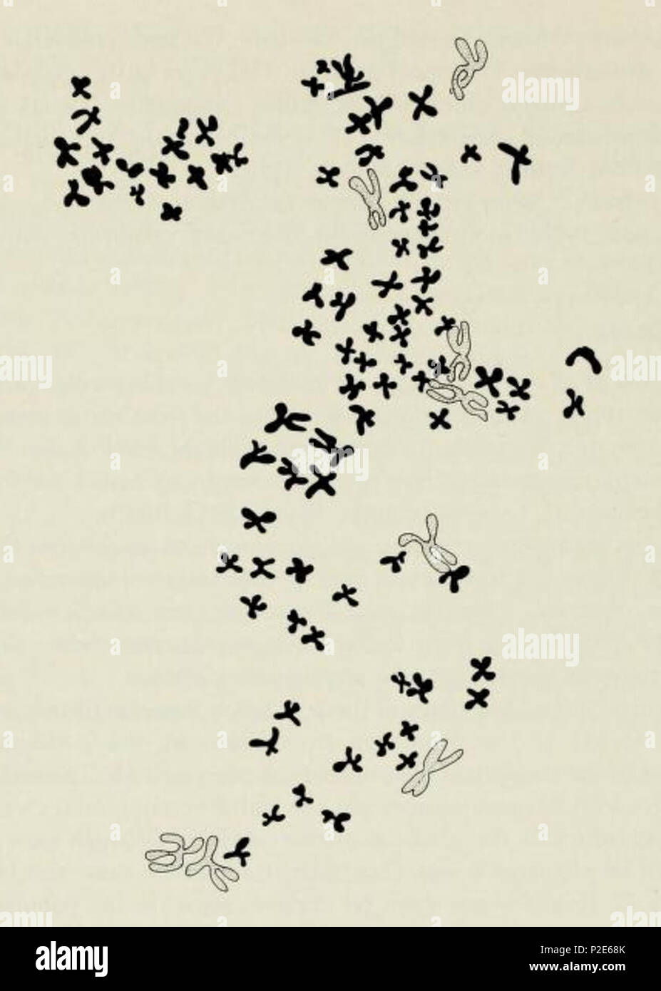 Phagocata velata hi-res stock photography and images - Alamy