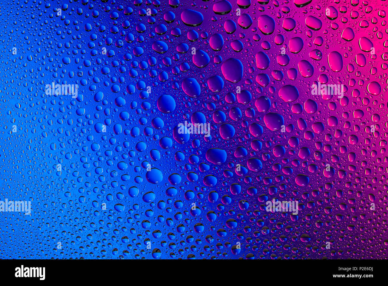 Close up of a water drops on a pink and blue gradient background ...