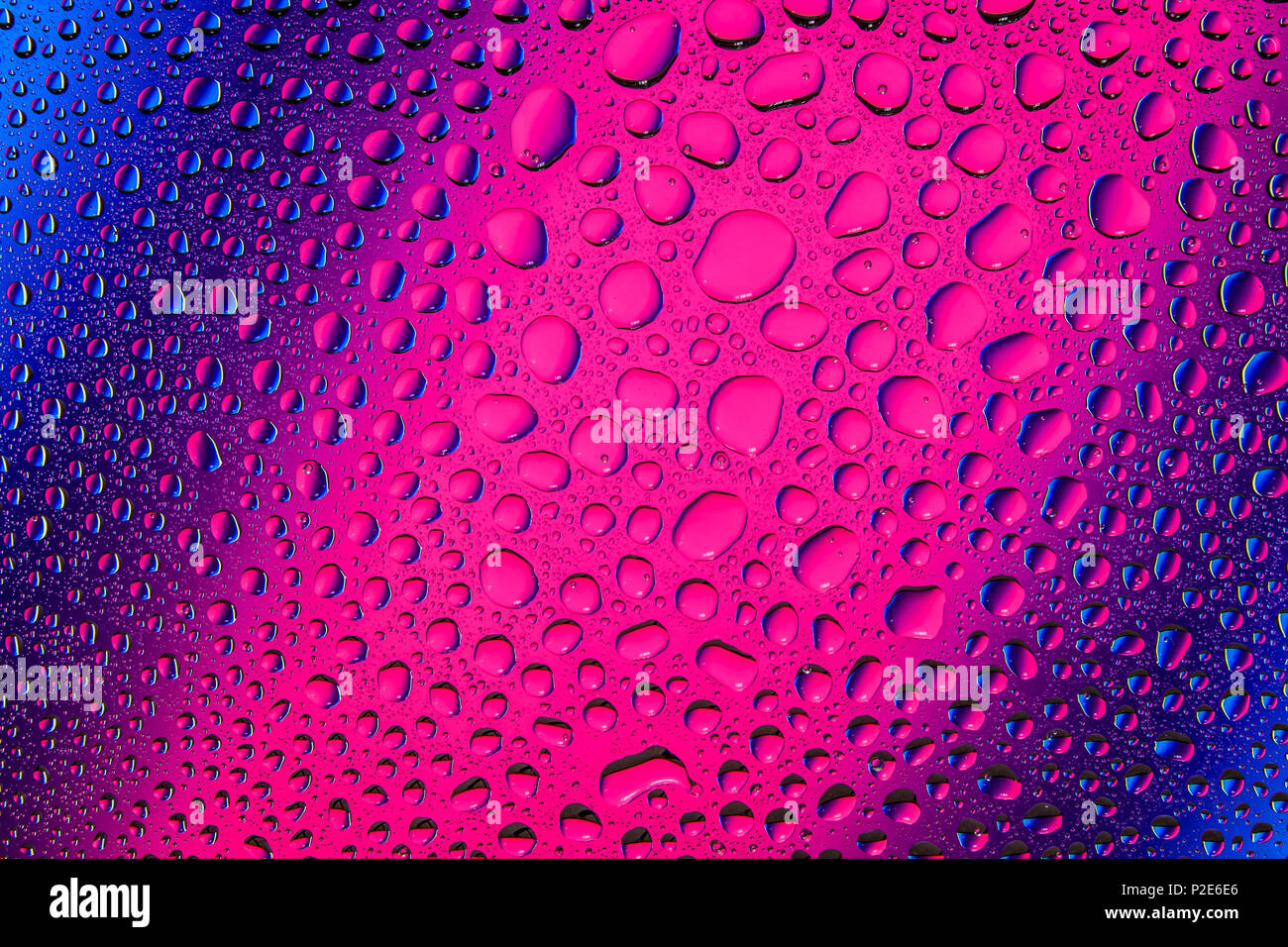 Close up of a water drops on a pink and blue gradient background ...