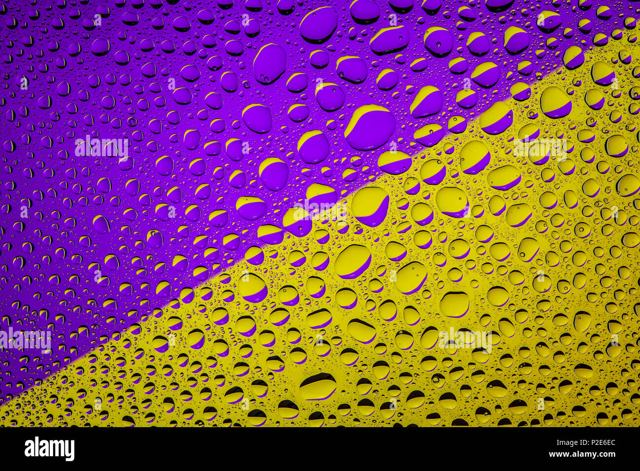 Close up of a water drops on a purple and yellow gradient background ...