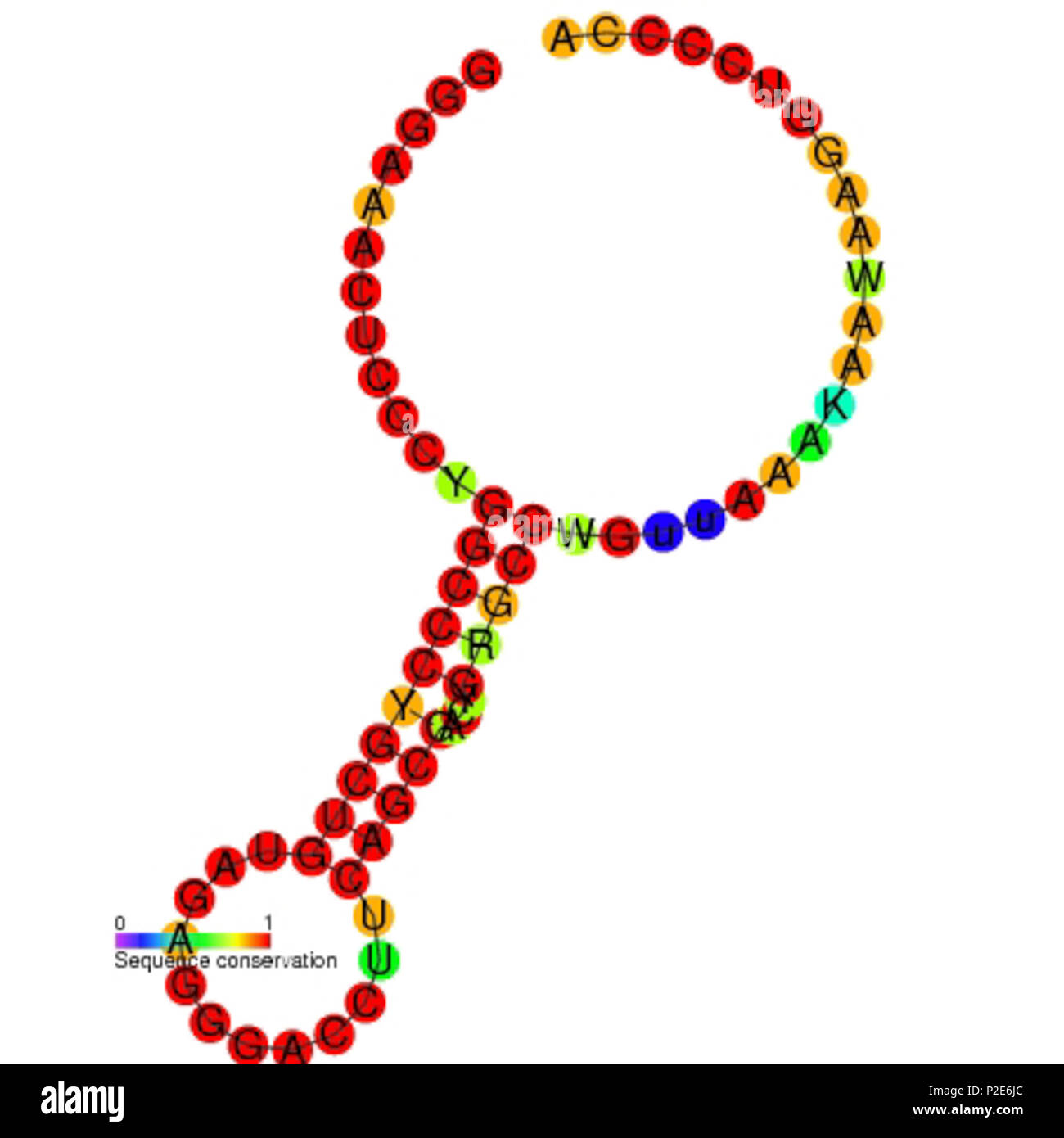 . Secondary structure image for RF site4 non coding RNA (RF01090 ...