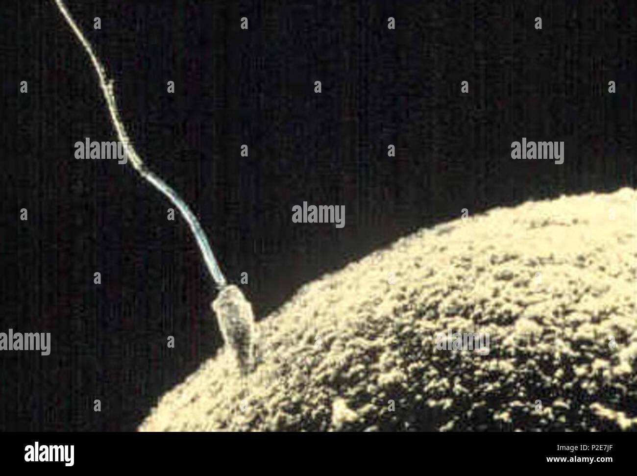 Sperm fertilizing egg hi-res stock photography and images - Alamy