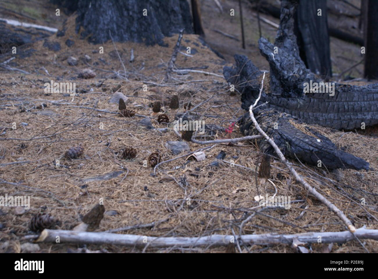 Mark 36 hi-res stock photography and images - Alamy