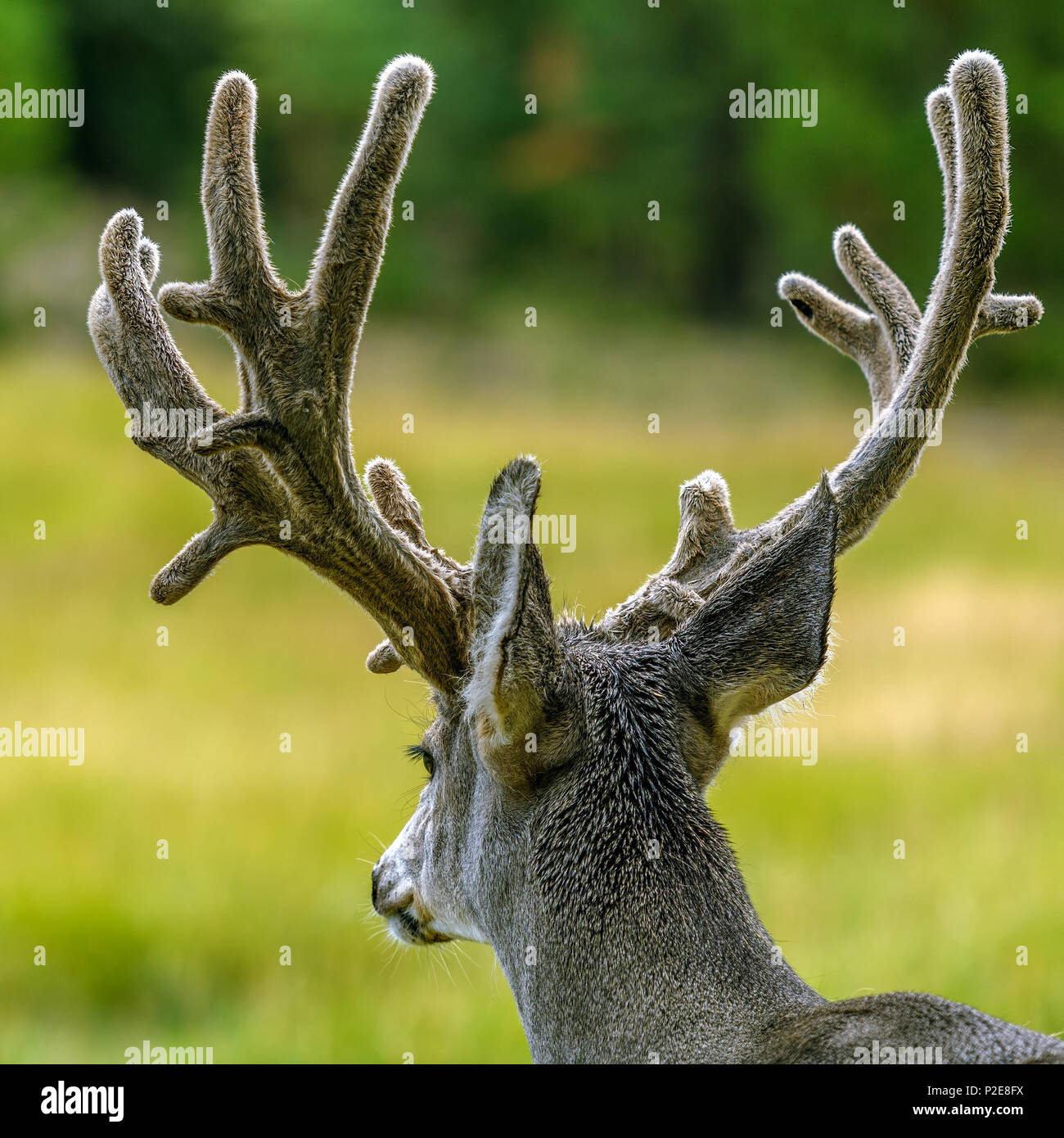 Mule Deer Buck (Odocoileus hemionus) in Yukon Territory, Canada Stock ...
