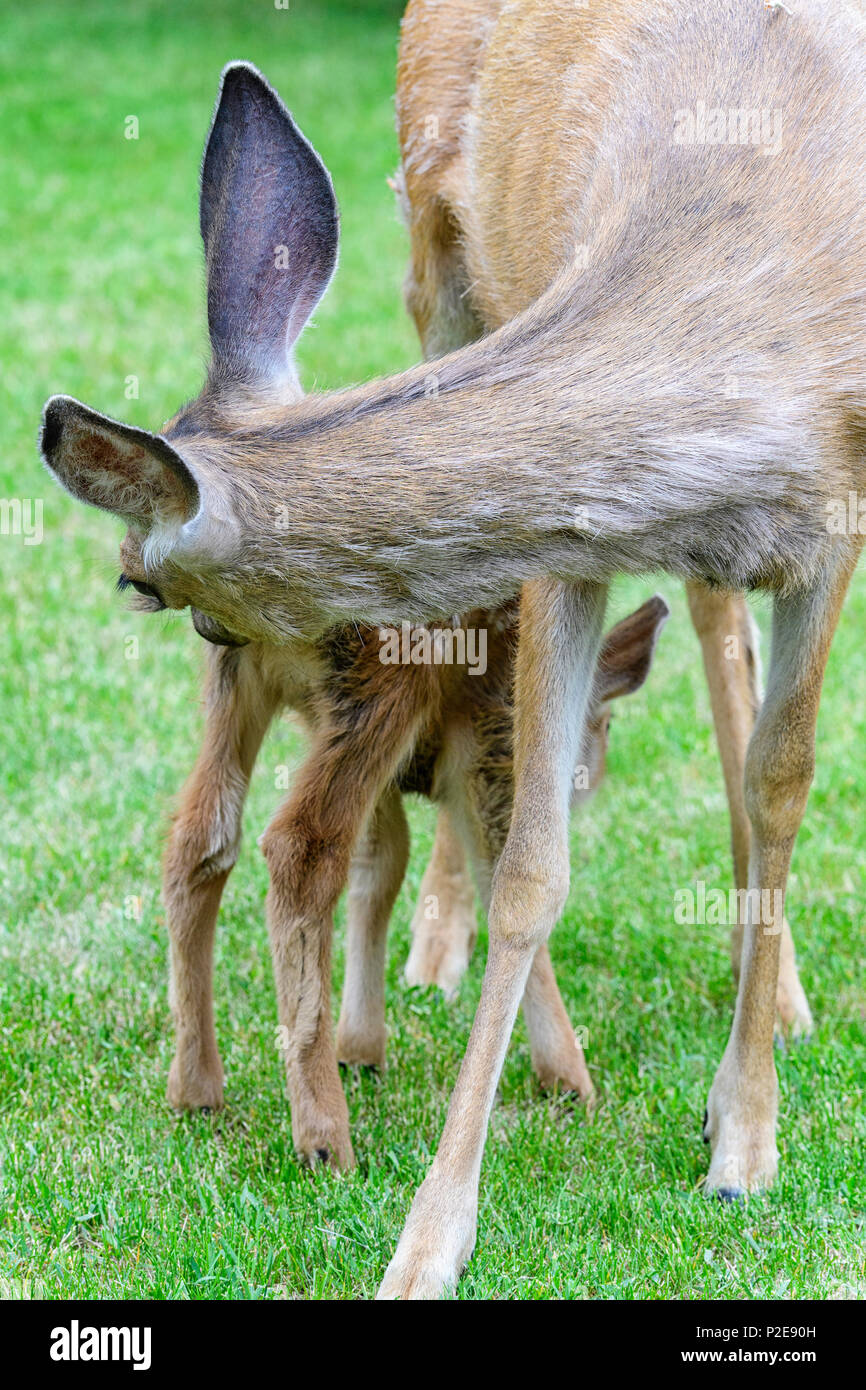 Female mule deer hi-res stock photography and images - Alamy