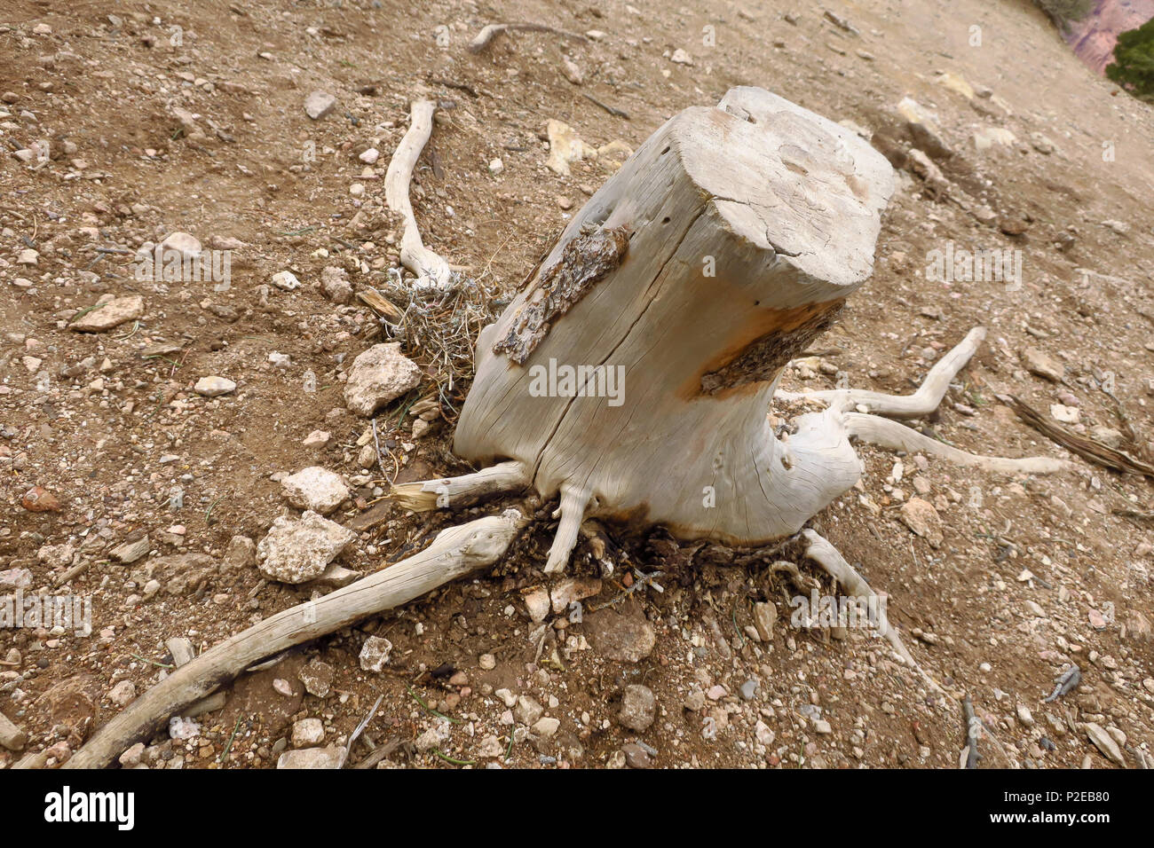 Dramatic tree stump hi-res stock photography and images - Alamy