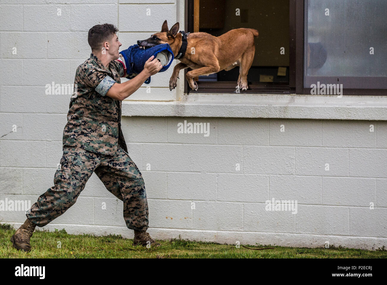 U.S. Marine Lance Cpl. Matthew Byrd, dog handler, Provost Marshall’s ...
