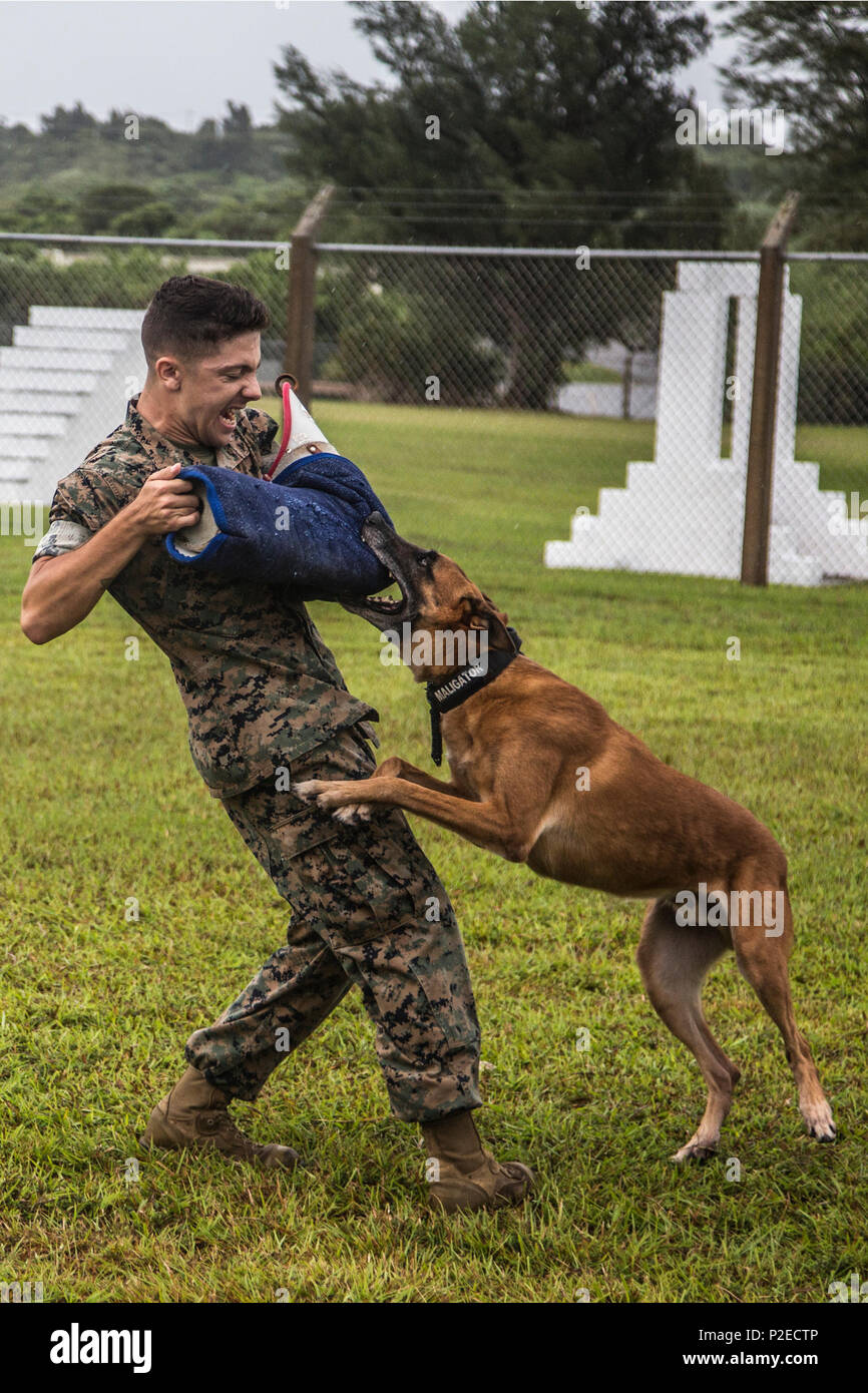 U.S. Marine Lance Cpl. Matthew Byrd, dog handler, Provost Marshall’s ...